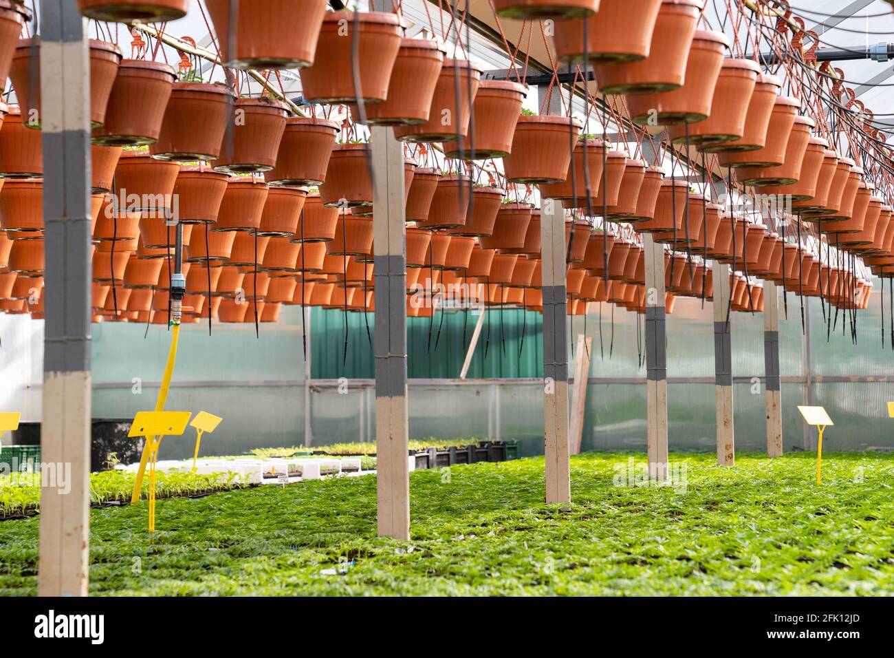 Hydroponic Greenhouse Hot House