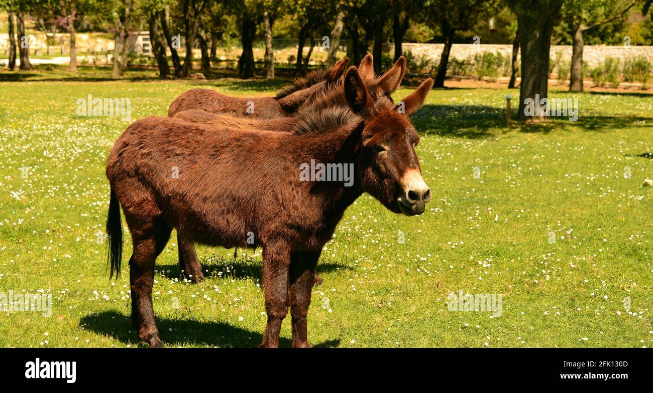 Donkeys in field in Provence Stock Photo - Alamy