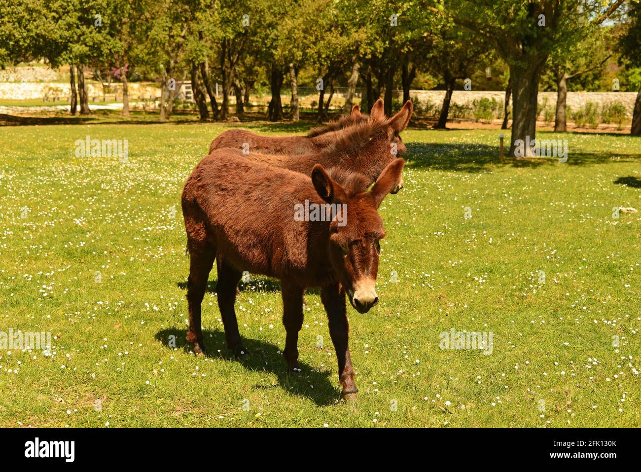 Donkeys in field in Provence Stock Photo - Alamy