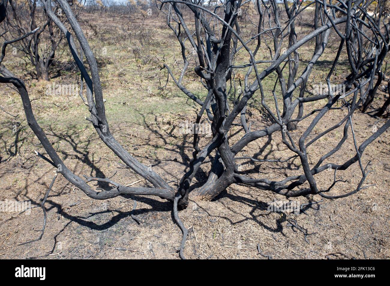 Grass fire cycle hi-res stock photography and images - Alamy