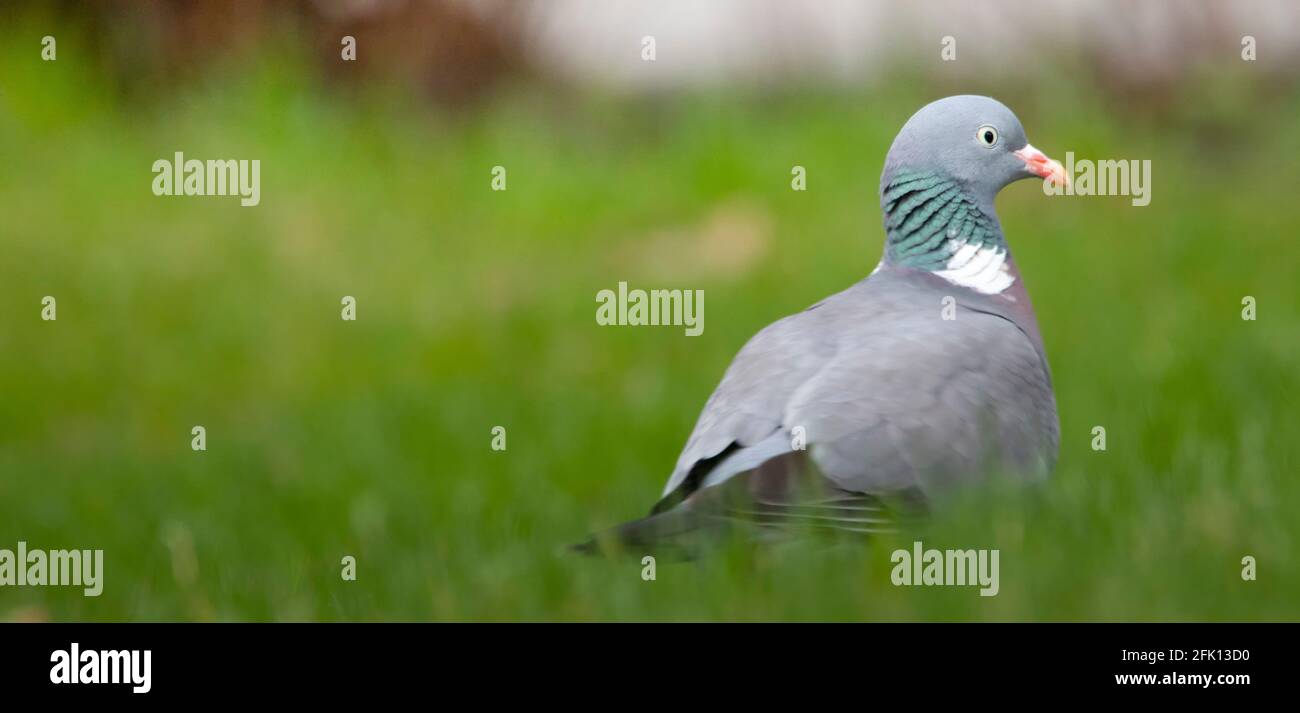Common wood pigeon Sitting in the green grass Stock Photo - Alamy
