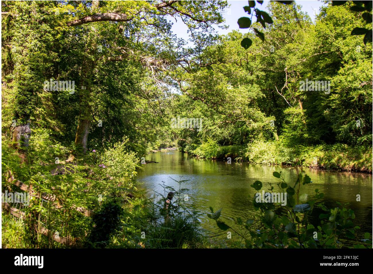 The River Dart Flows through Hembury and Holne Woods National Trust in ...