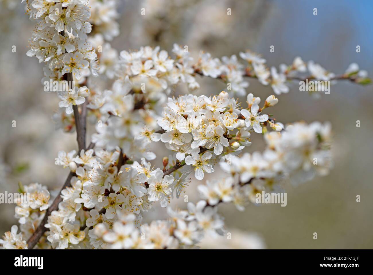Mirabelles hi-res stock photography and images - Alamy