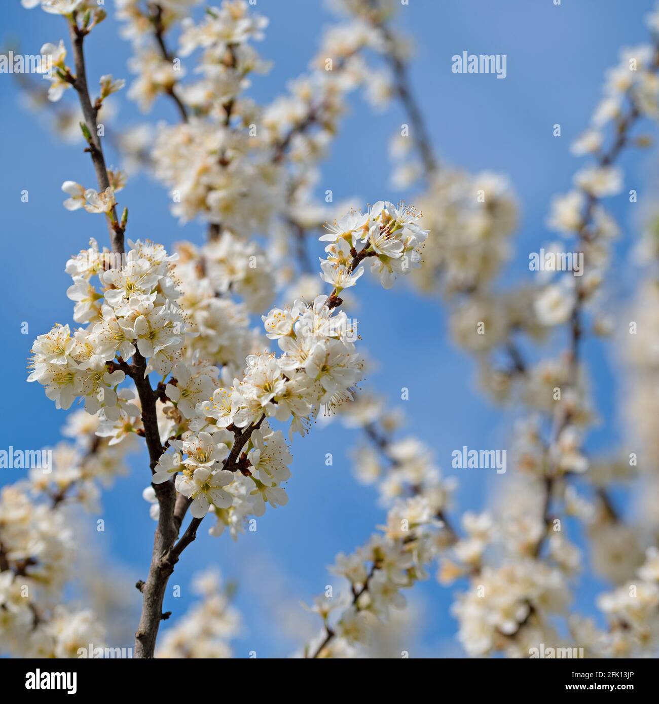 Flowering wild mirabelle, Prunus cerasifera, in spring Stock Photo - Alamy