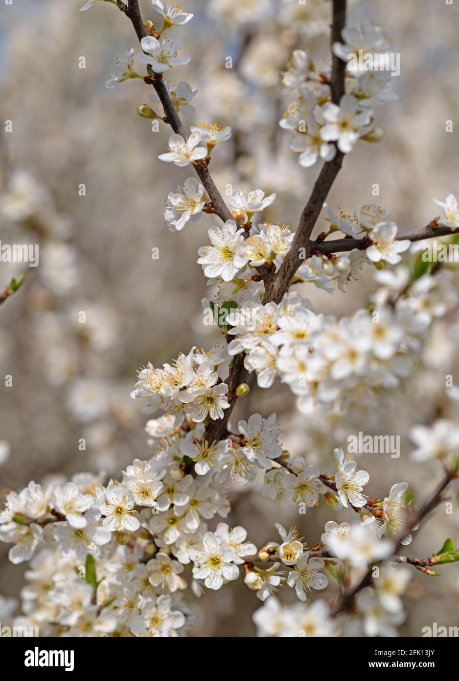 Flowering wild mirabelle, Prunus cerasifera, in spring Stock Photo - Alamy