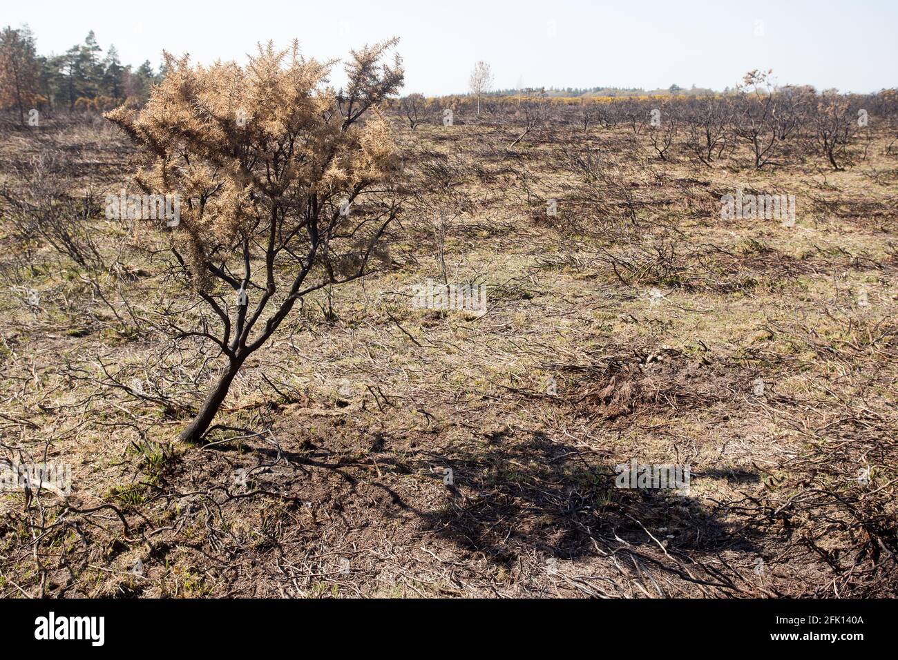 Burnt forest bushes hi-res stock photography and images - Alamy