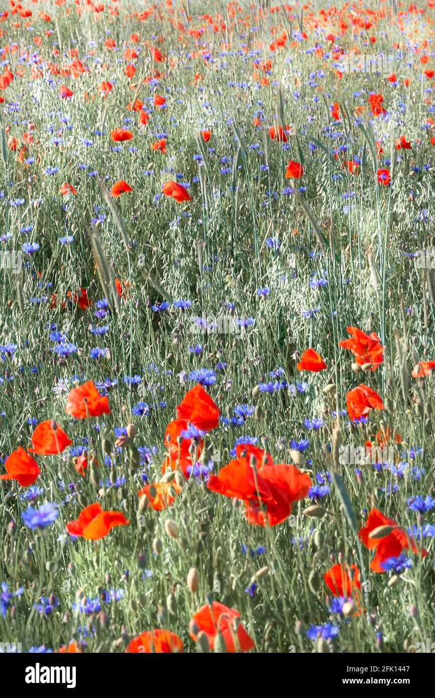 Red poppy field in Germany. Flaming red poppies and bright blue ...