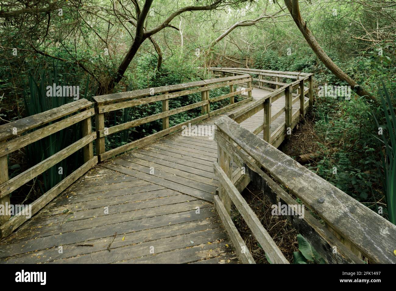 Winding boardwalk crossing Neary Lagoon. Santa Cruz County, California ...