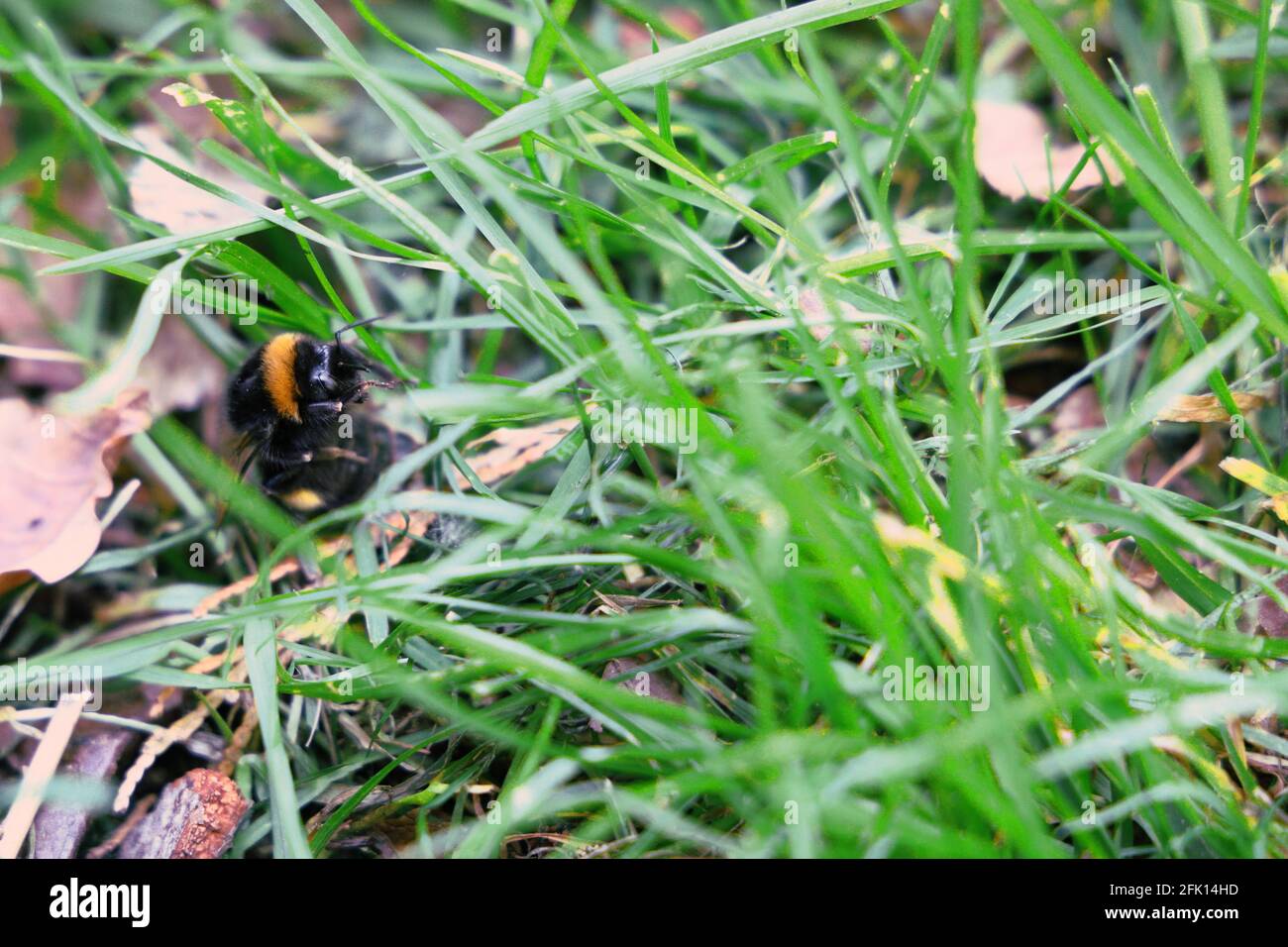 Bee grass hi-res stock photography and images - Alamy