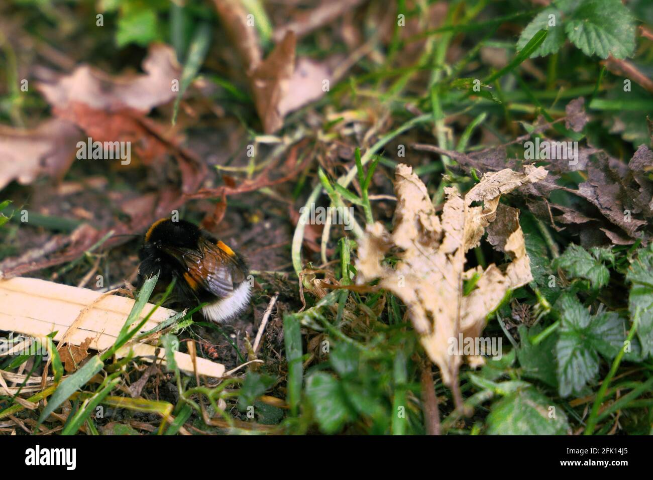 Bee grass hi-res stock photography and images - Alamy