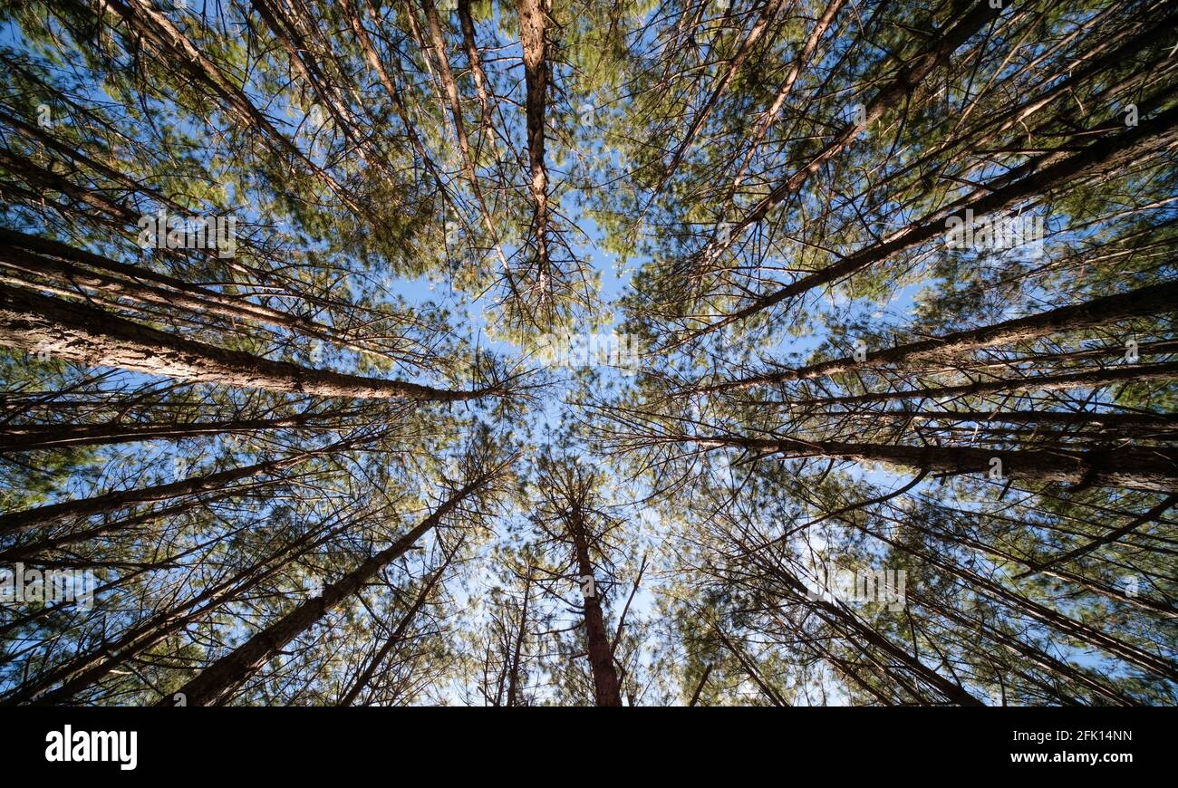 View up or bottom view of pine trees in forest in sunshine. Royalty ...
