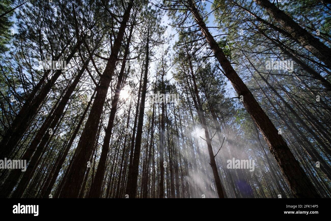 Trees Looking Up Leaves High Resolution Stock Photography and Images ...