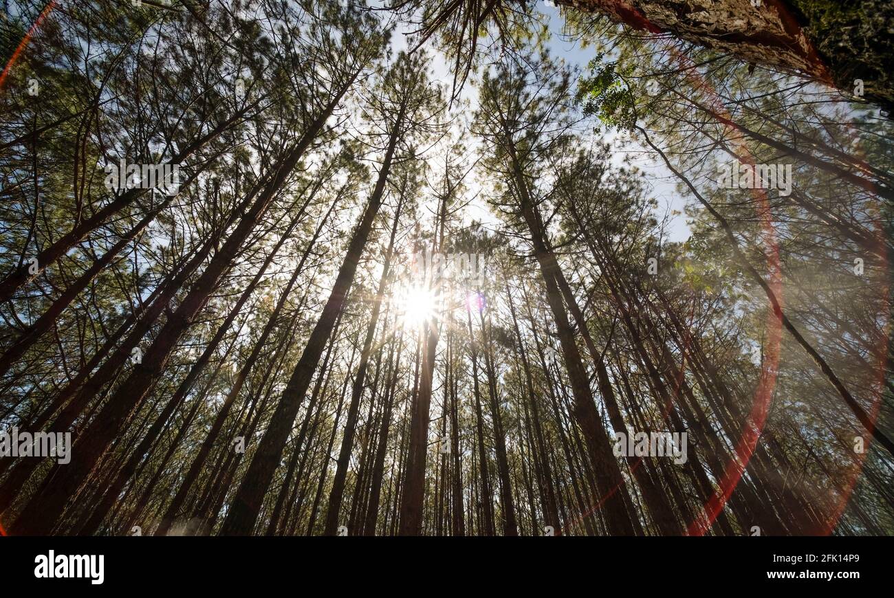 View up or bottom view of pine trees in forest in sunshine. Royalty ...