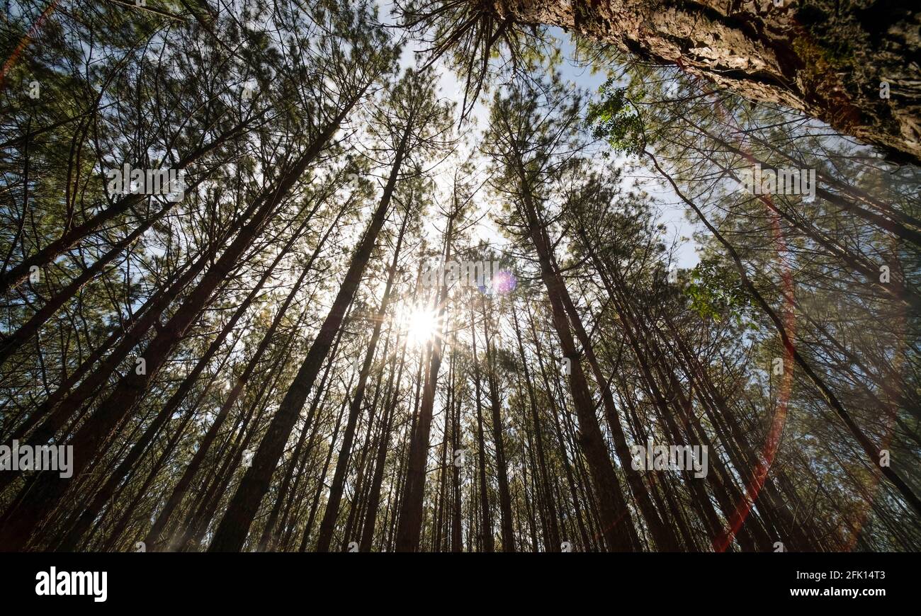 View up or bottom view of pine trees in forest in sunshine. Royalty ...