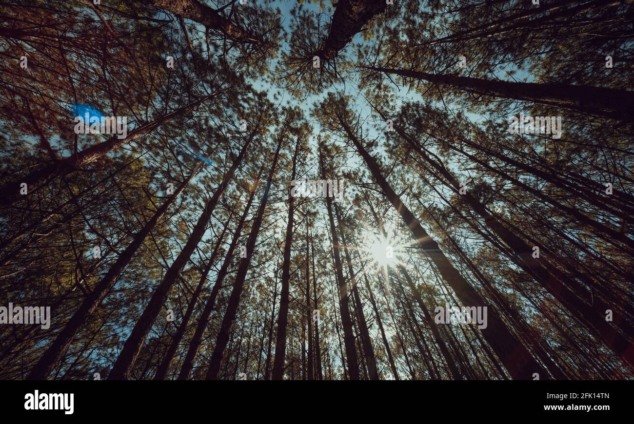 Trees Looking Up Leaves High Resolution Stock Photography and Images ...