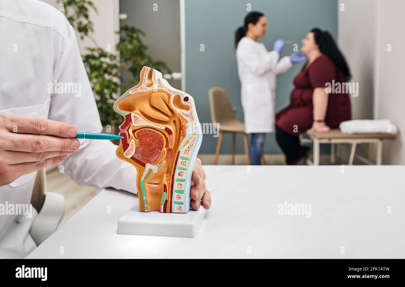 Otolaryngologist consultation. ENT doctor using throat anatomical model ...