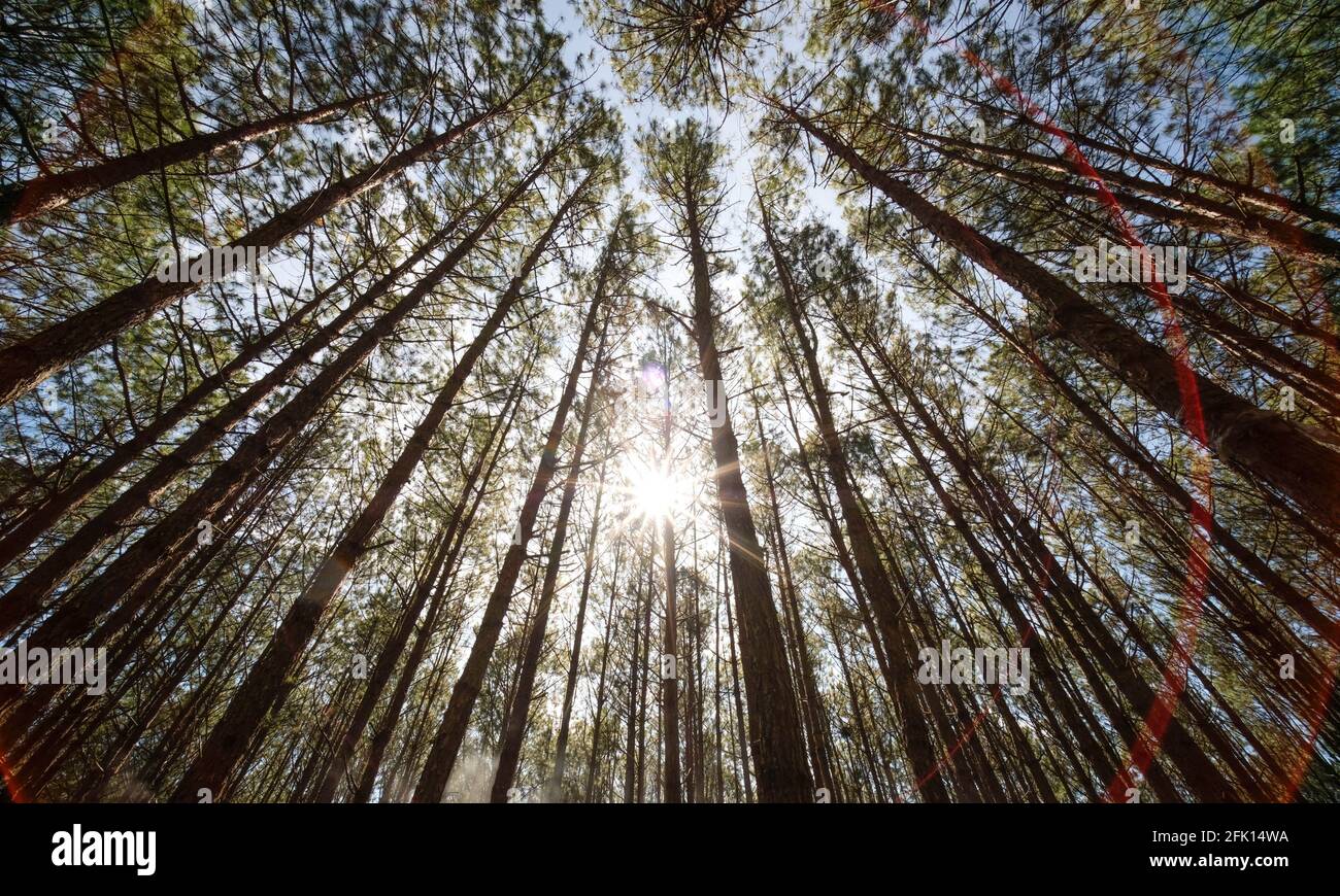 View up or bottom view of pine trees in forest in sunshine. Royalty ...