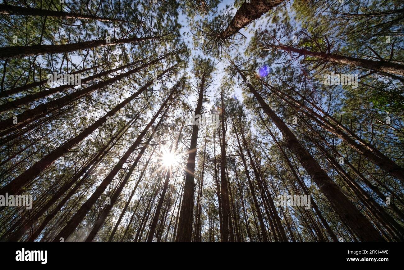 White Evergreen Tree High Resolution Stock Photography and Images - Alamy