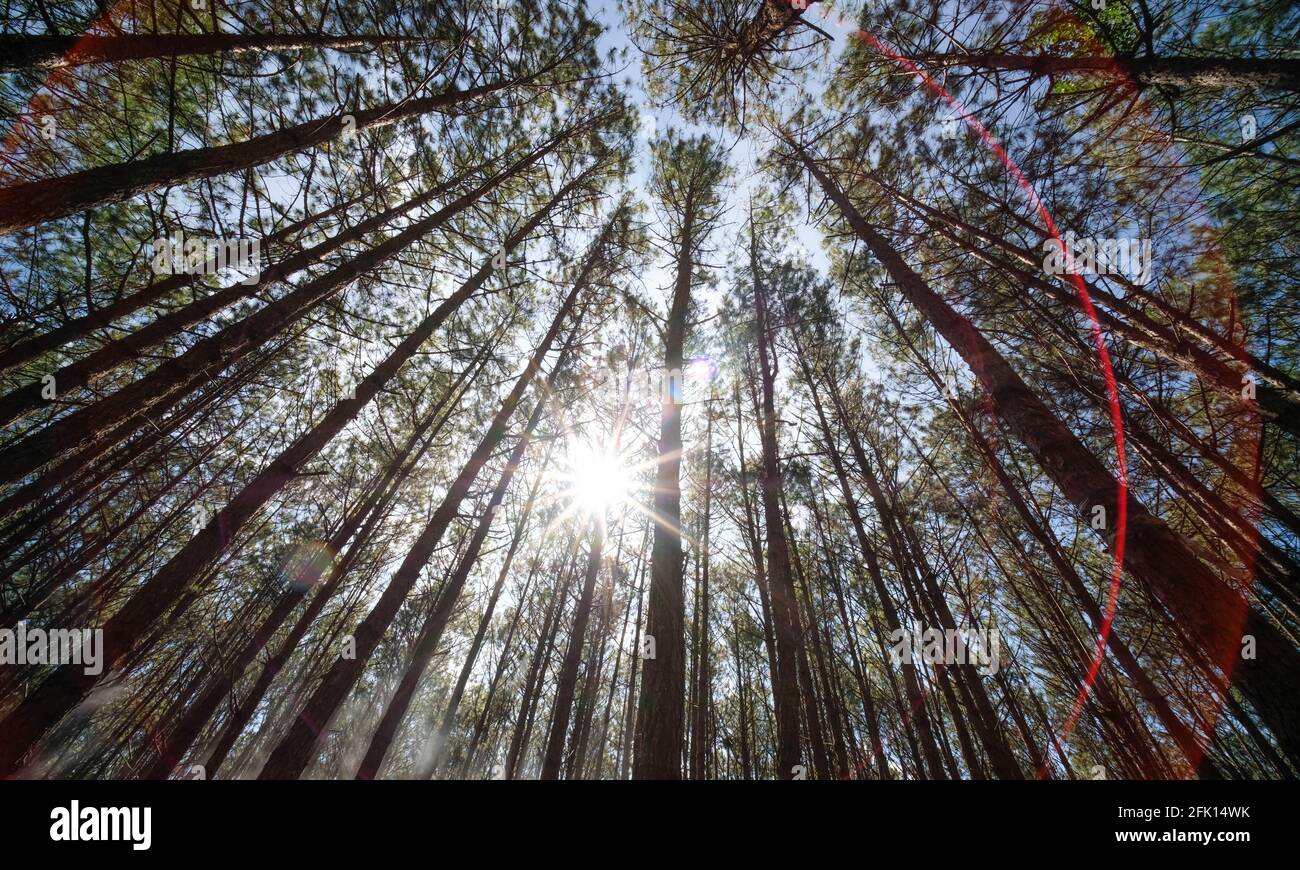 View up or bottom view of pine trees in forest in sunshine. Royalty ...
