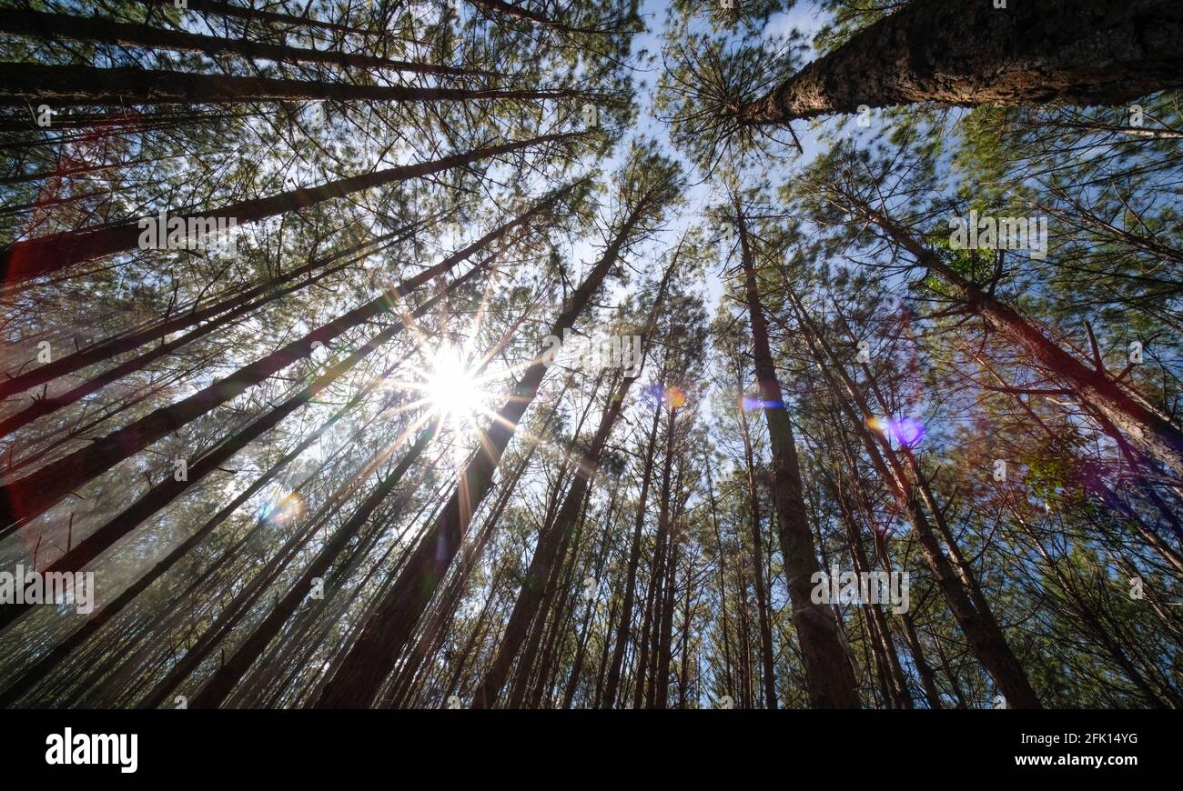 View up or bottom view of pine trees in forest in sunshine. Royalty ...