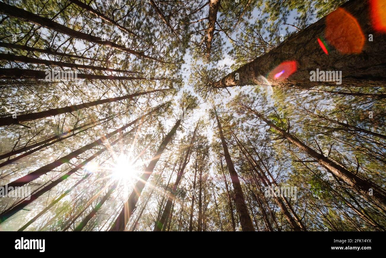 View up or bottom view of pine trees in forest in sunshine. Royalty ...