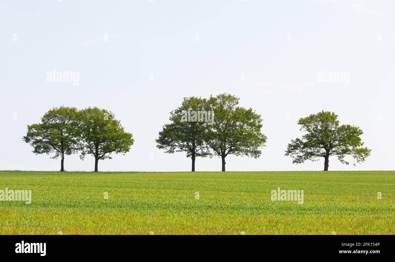 Stand of oak trees hi-res stock photography and images - Alamy