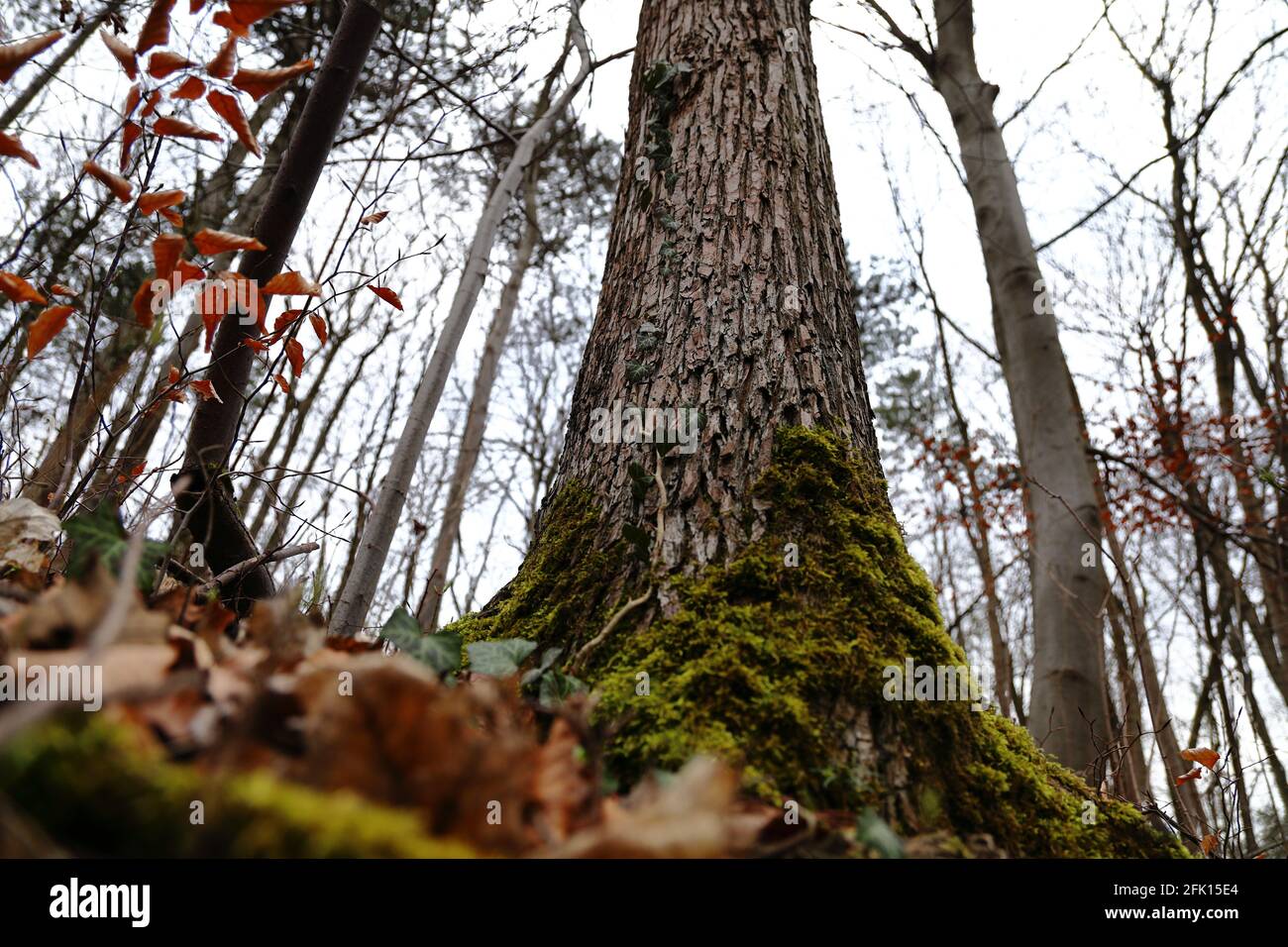 Oak Stem with Moss Stock Photo - Alamy