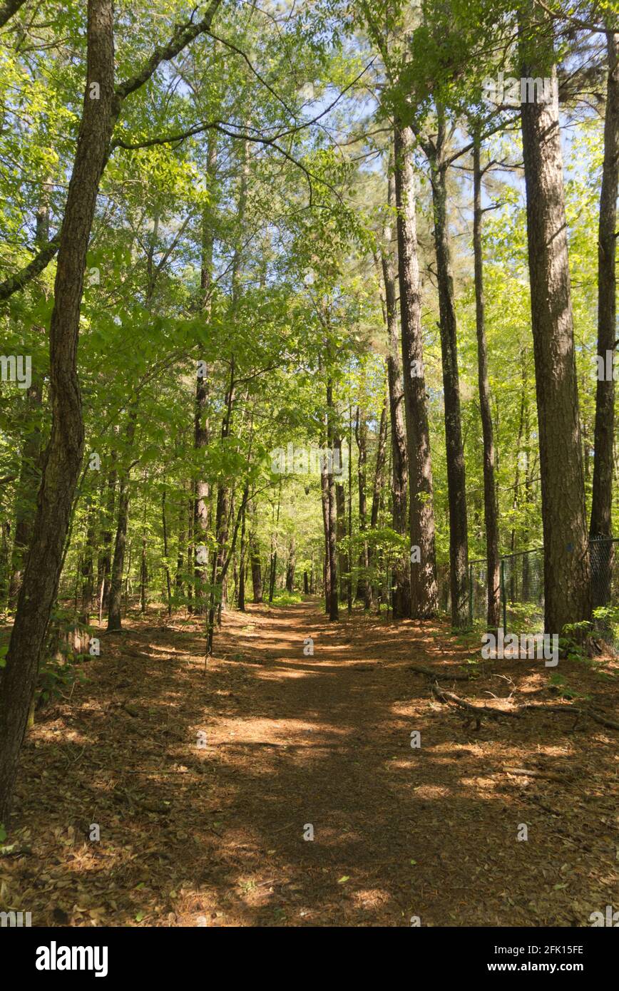Hiking Trail through Dense Forest Stock Photo - Alamy