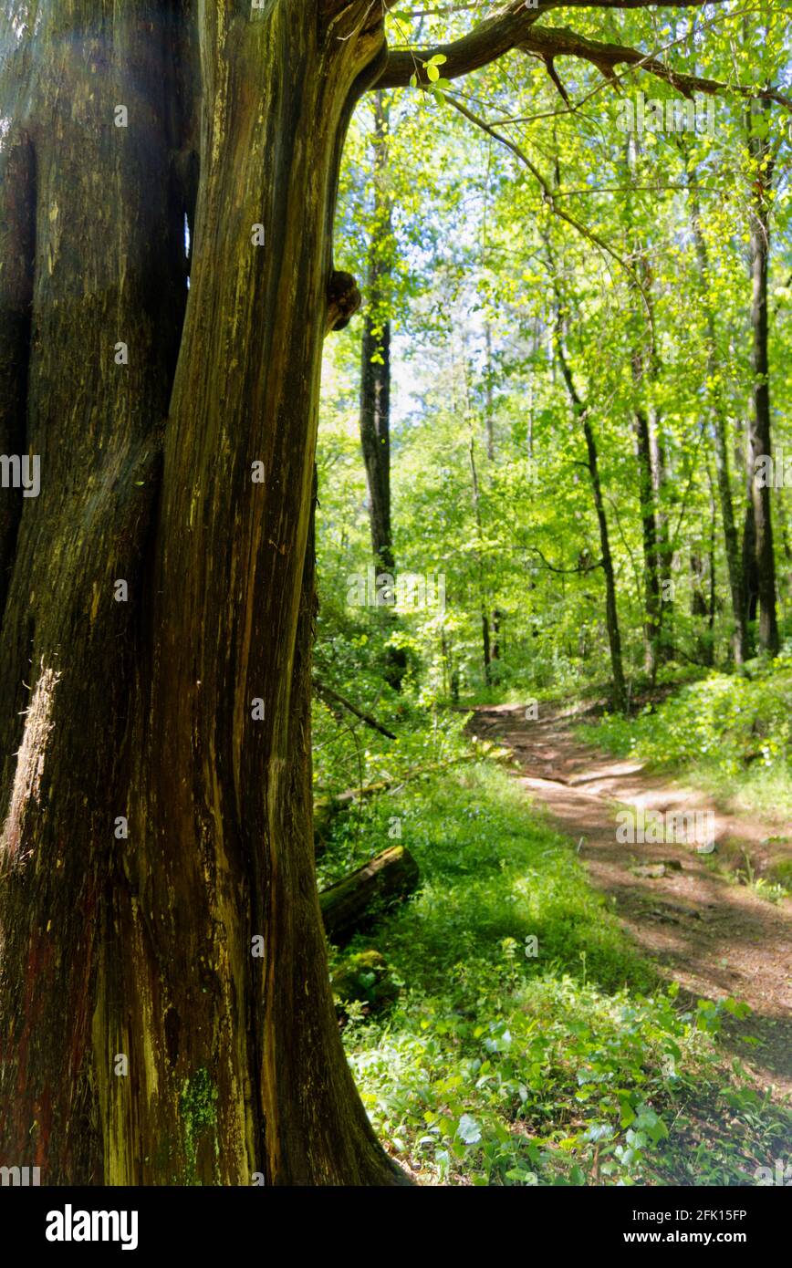 Hiking Trail through Dense Forest Stock Photo - Alamy