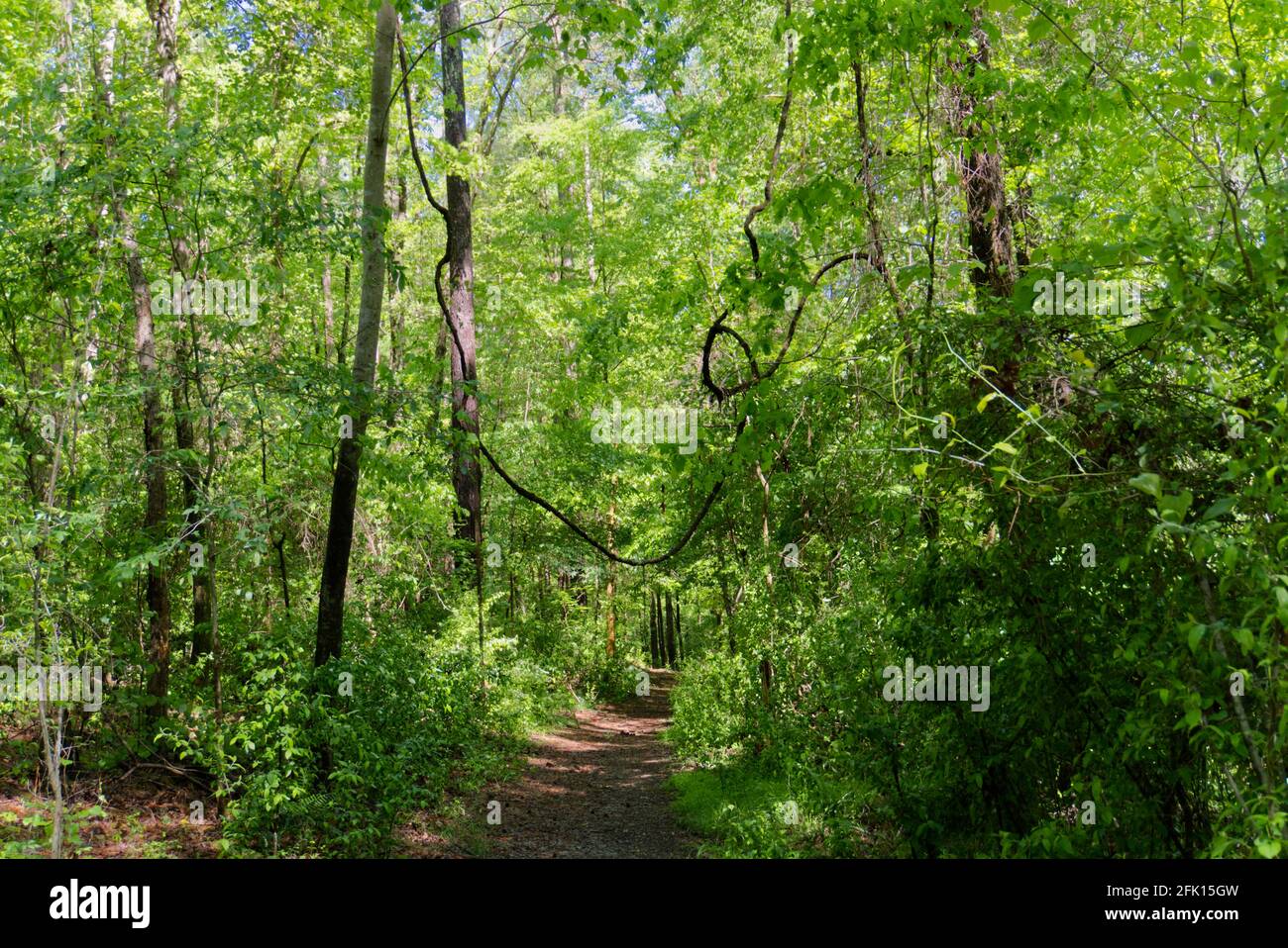 Hiking Trail through Dense Forest Stock Photo - Alamy