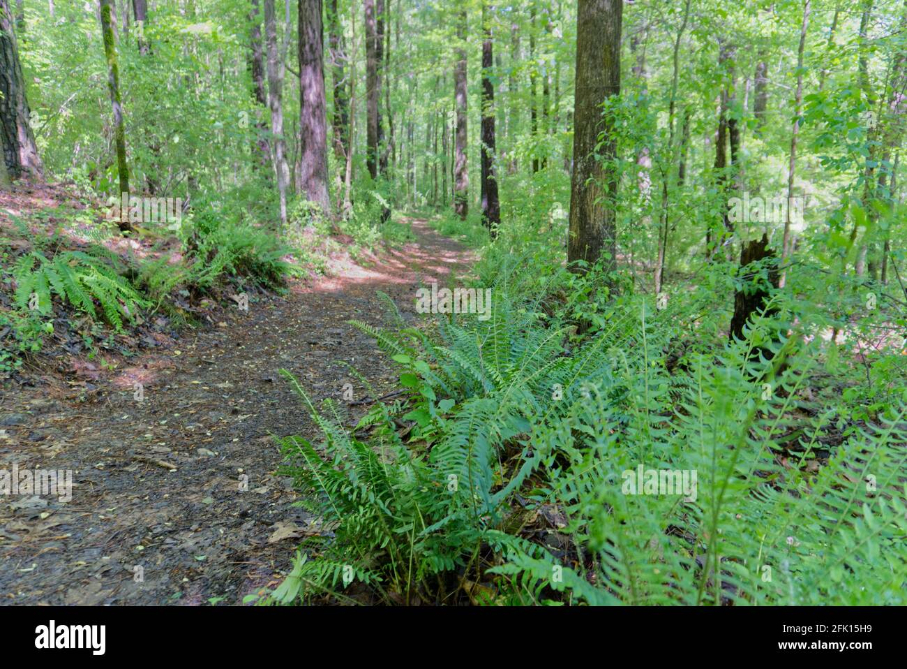 Hiking Trail through Dense Forest Stock Photo - Alamy