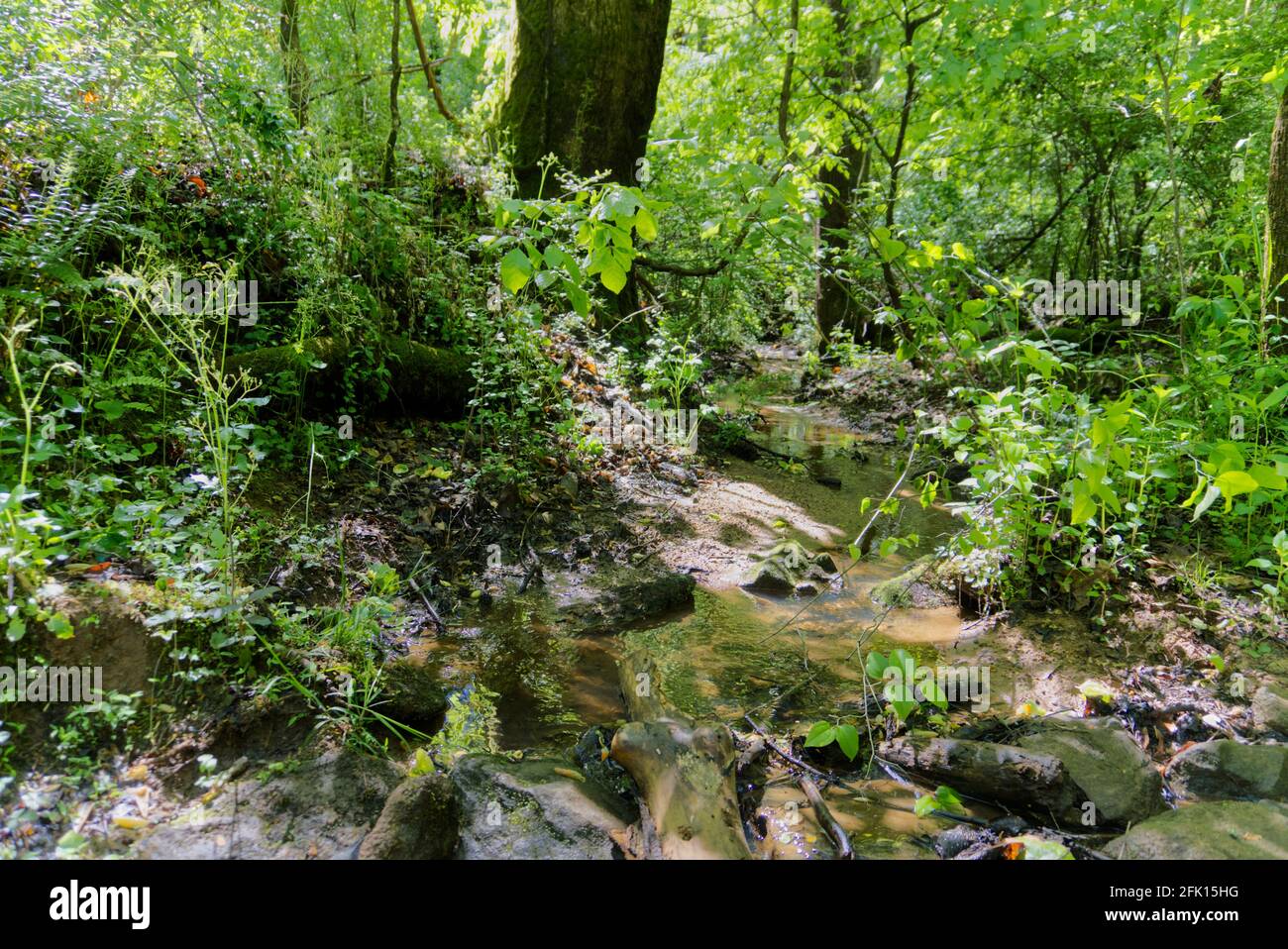 Stream running through trees hi-res stock photography and images - Alamy