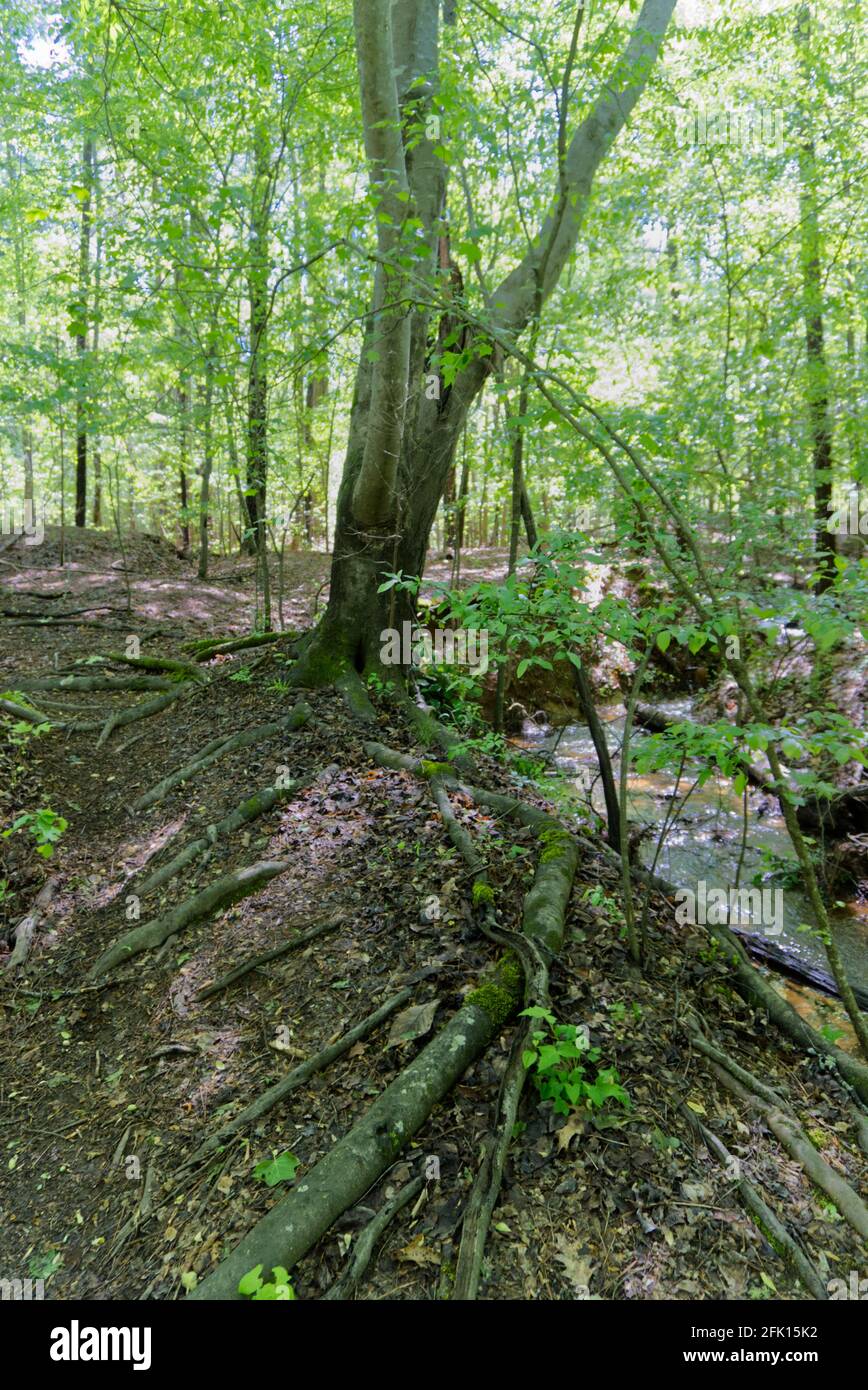 Running through the forest hi-res stock photography and images - Alamy