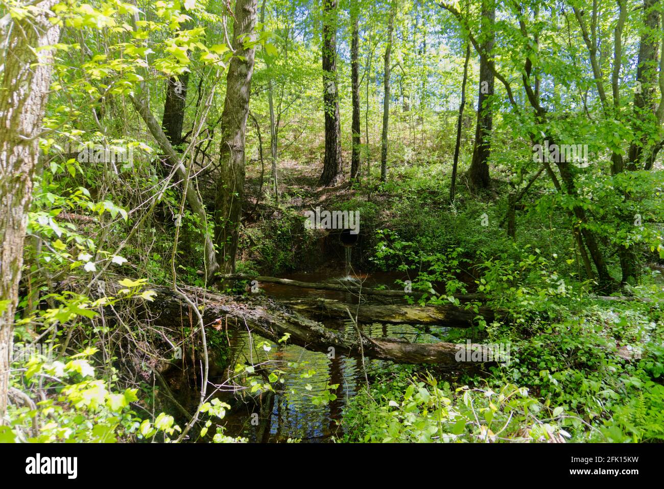 Stream running through trees hi-res stock photography and images - Alamy