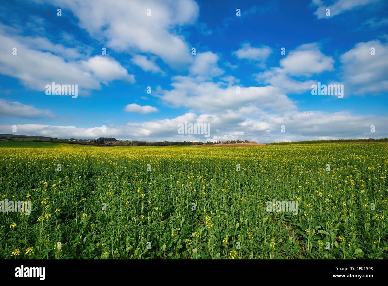 Rapeseed field with pathway, Blooming canola flowers panorama Stock ...