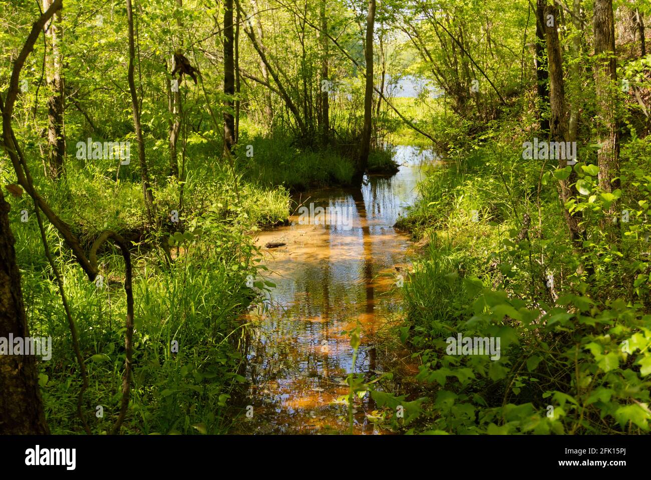 Stream running through trees hi-res stock photography and images - Alamy