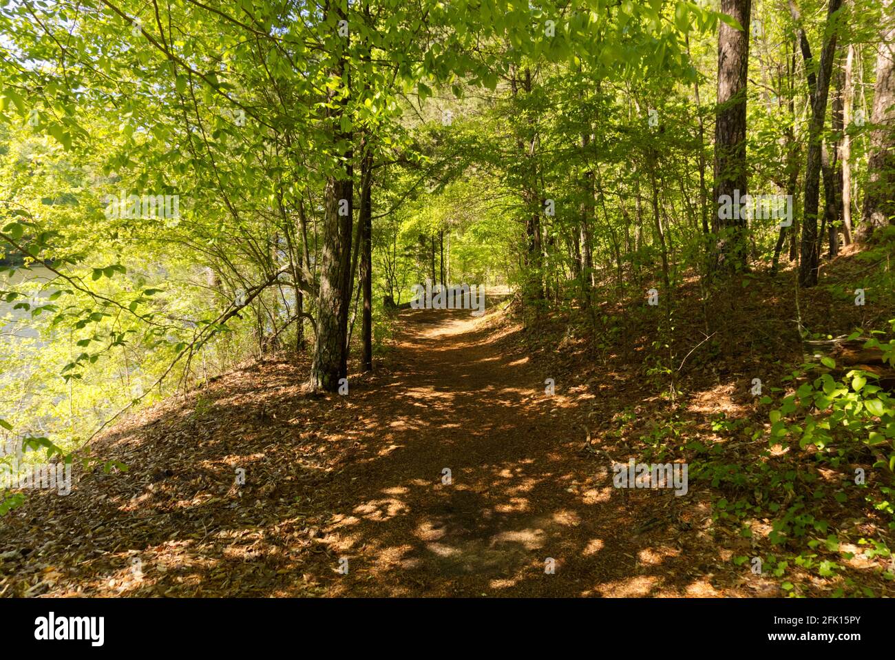 Hiking Trail through Dense Forest Stock Photo - Alamy