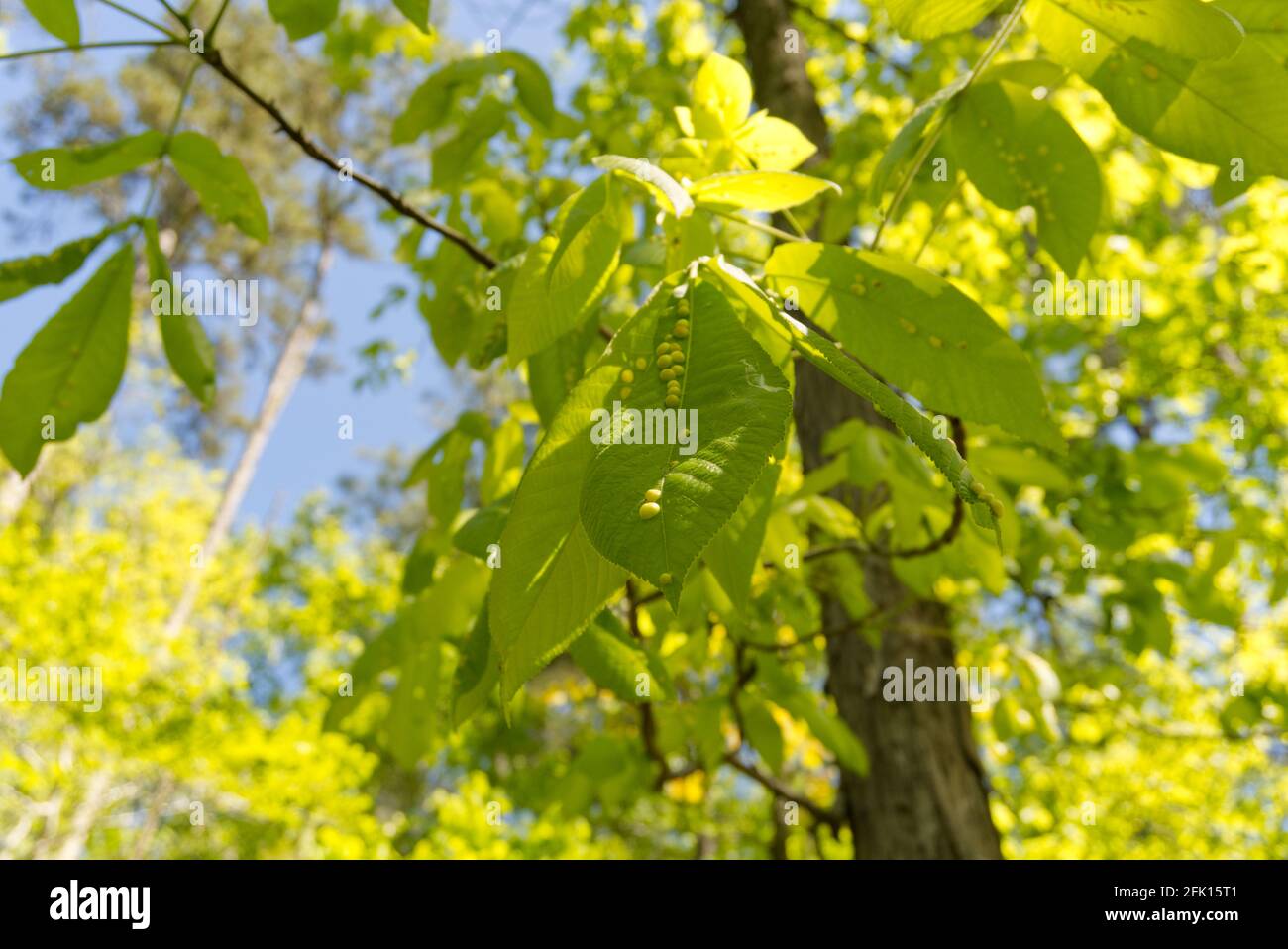 Bumps on Tree Leaves Stock Photo - Alamy