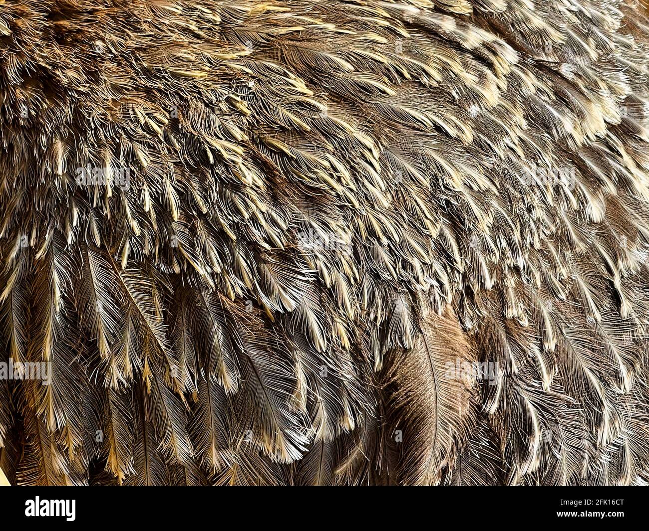 Darwins rhea Feathers Stock Photo - Alamy