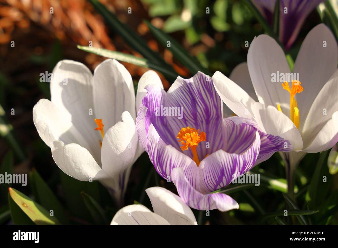 Crocus in the sun Stock Photo - Alamy