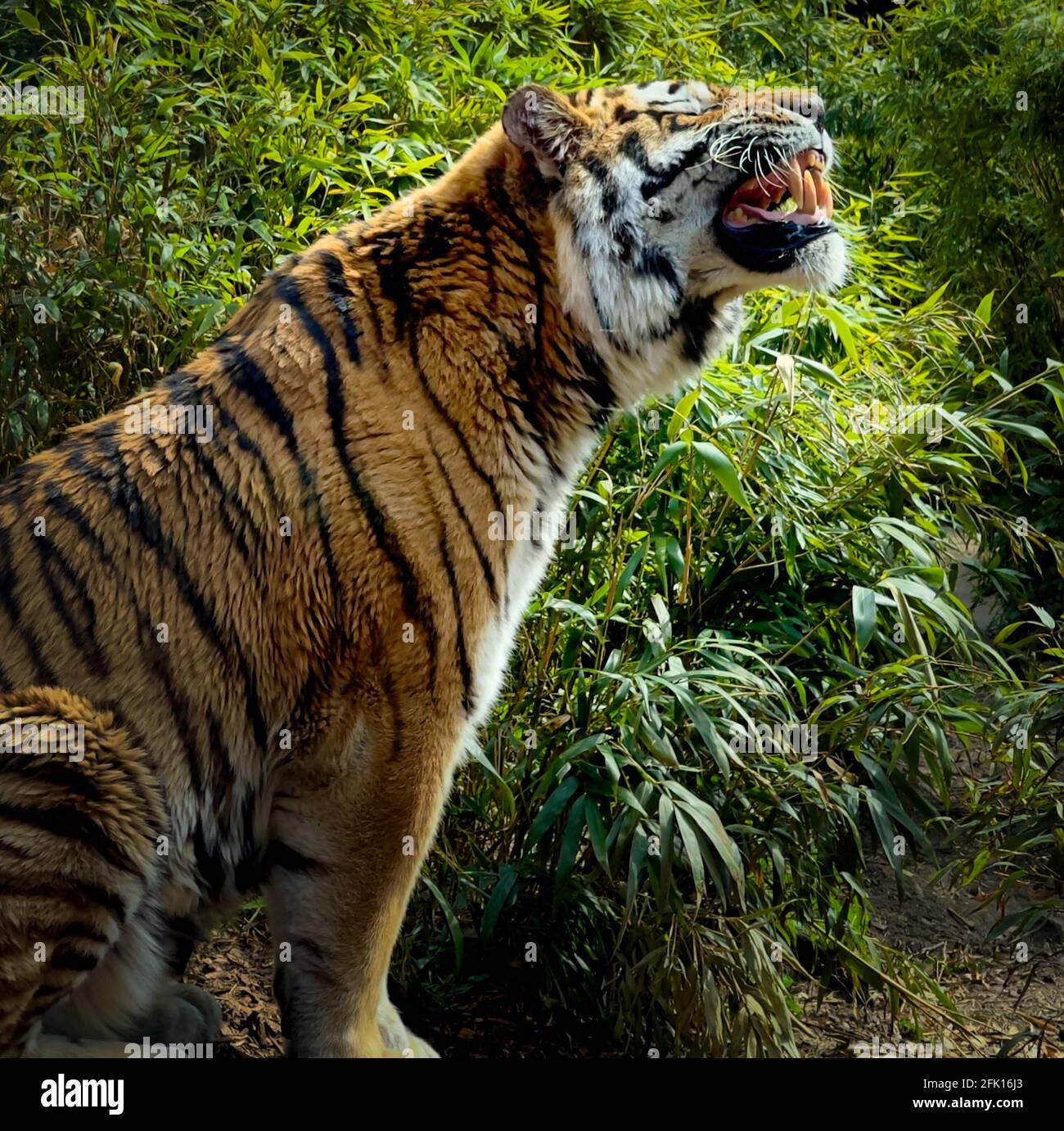 Tiger teeth panthera hi-res stock photography and images - Alamy