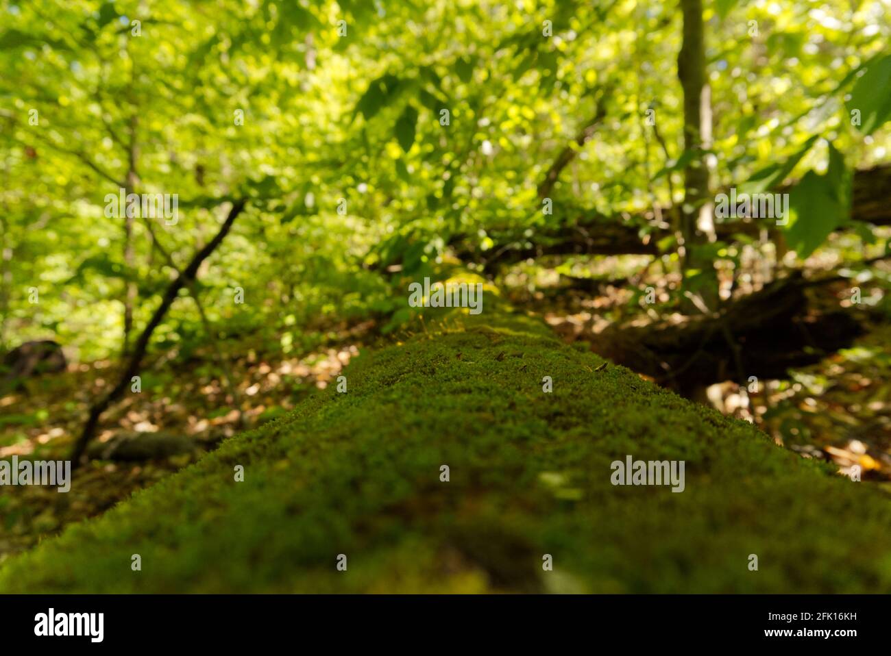 Mossy log hi-res stock photography and images - Alamy