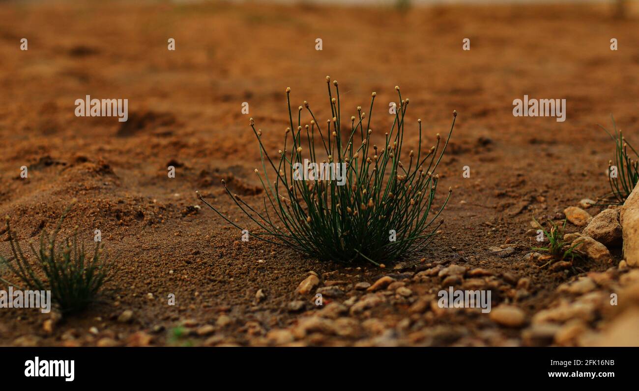 Small garden with buds in sandy soil Stock Photo - Alamy
