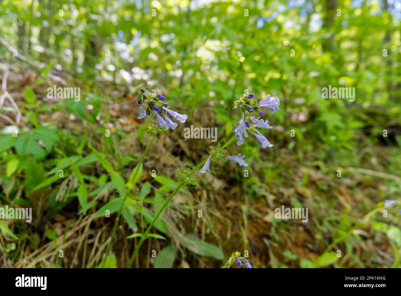 Purple flowers on side of trail Stock Photo - Alamy