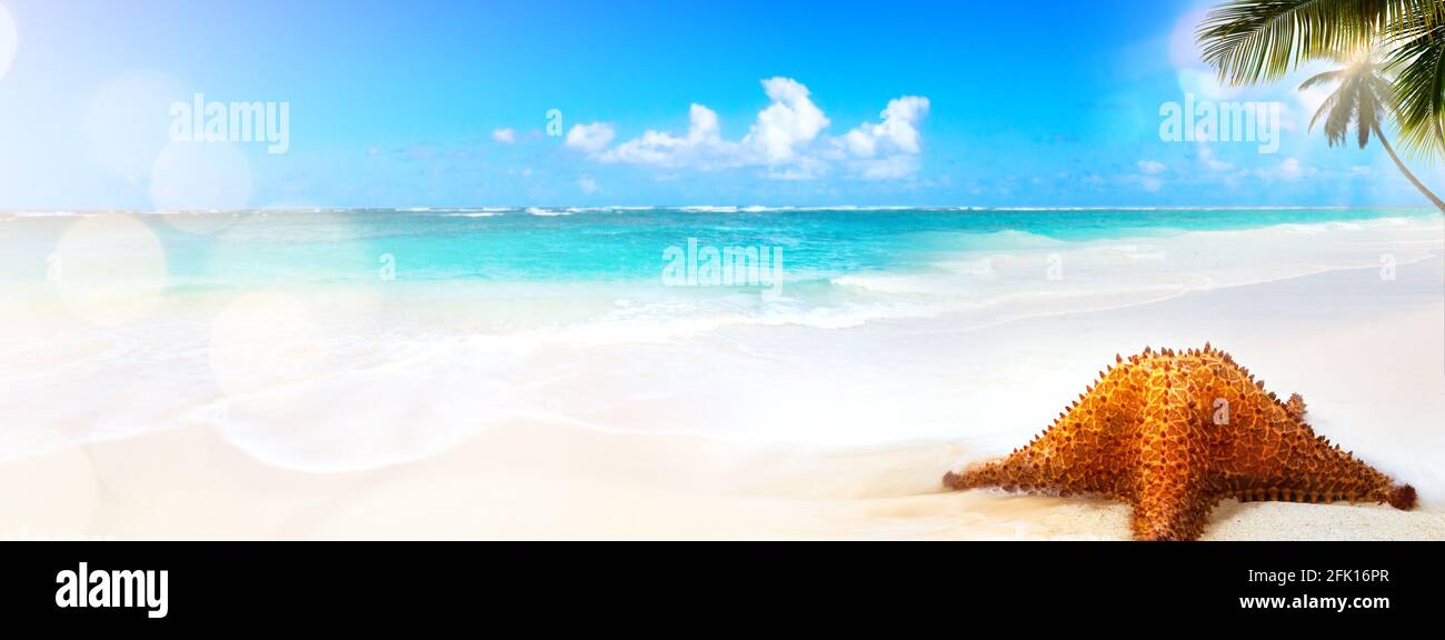 Art Beautiful tropical beach background; starfish shell on sand, palm ...