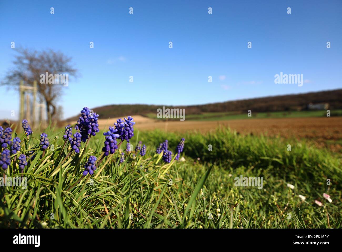 Muscari field hi-res stock photography and images - Alamy