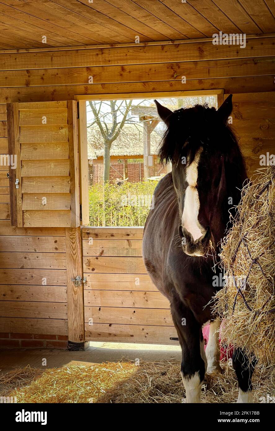 Animal stables hi-res stock photography and images - Alamy