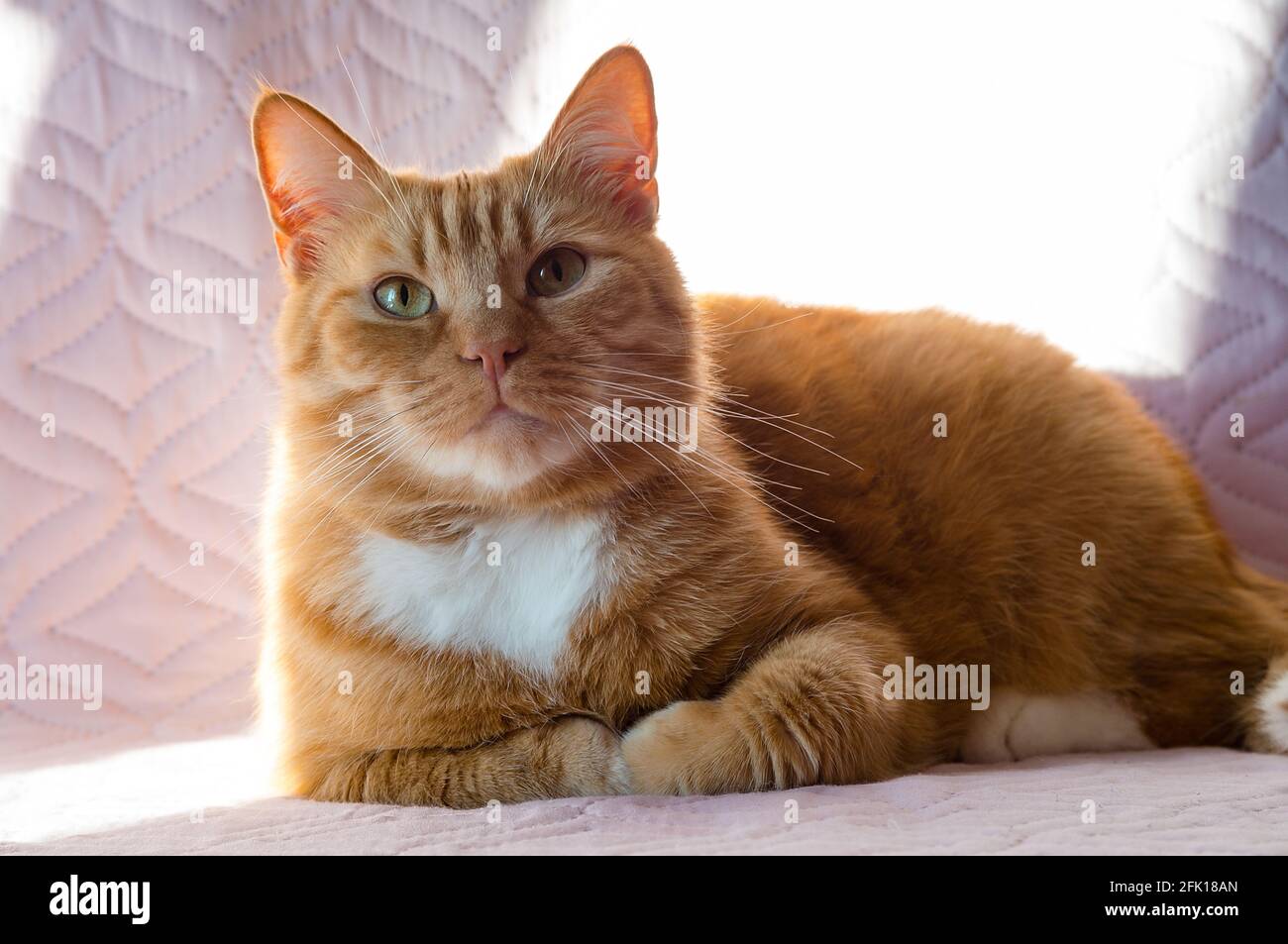 Red Cat. The cat is clean healthy groomed. Beautiful domestic red cat ...
