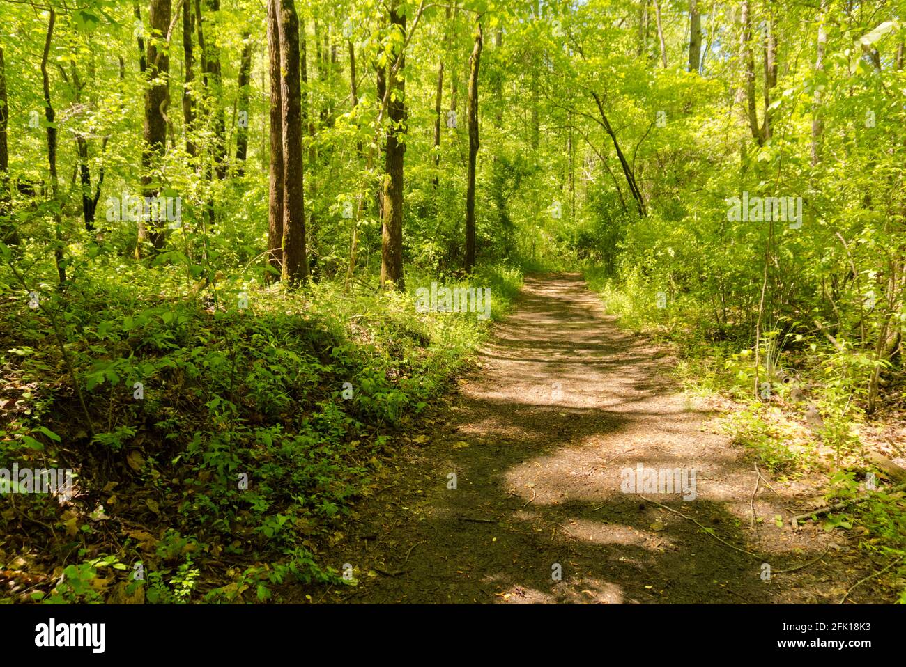 Hiking Trail through Dense Forest Stock Photo - Alamy