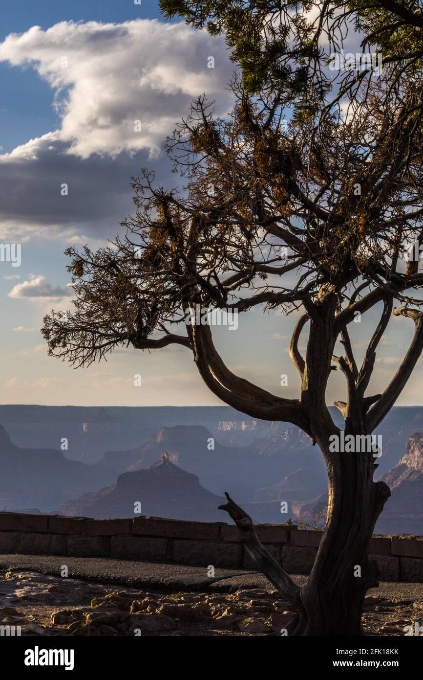tree at the Grand Canyon Stock Photo - Alamy
